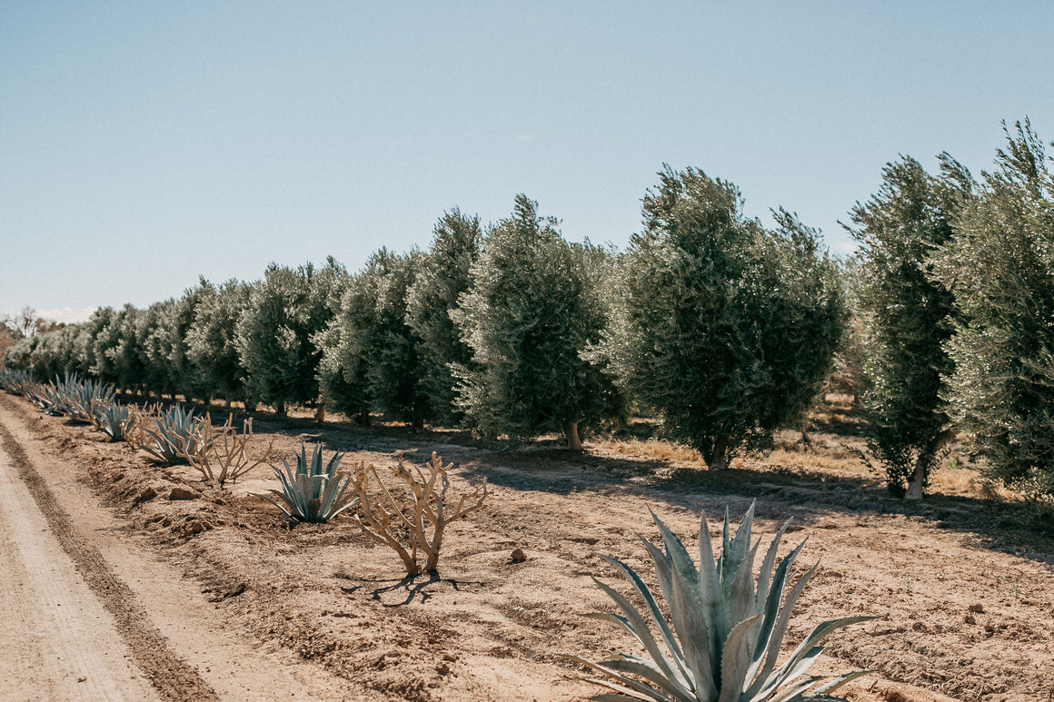 Desert Olive Farms Quality Organic California Extra Virgin Oil